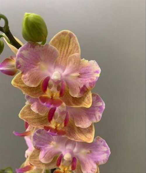 Орхидея фаленопсис Джена бабочка