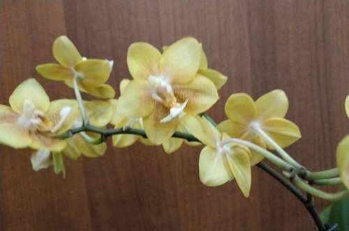 Орхидея фаленопсис Жёлтый шоколад с нарастающими д