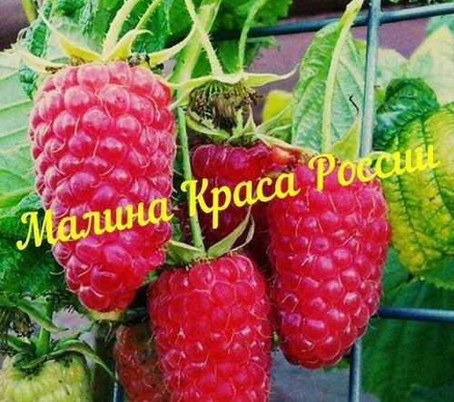 Малина краса россии фото