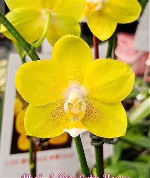 Орхидея Phal. I-Hsin Cutie Honey B73 в наличии