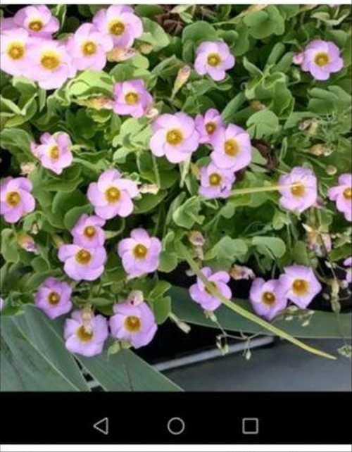 Оксалис Депресса(луковичное)