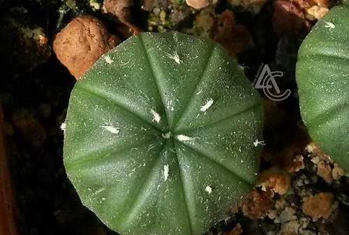 Редкий кактус Astrophytum asterias nudum