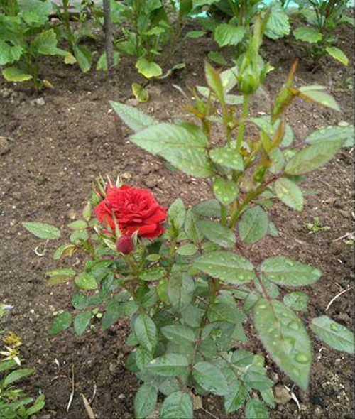 Кусты чайно-гибридных роз