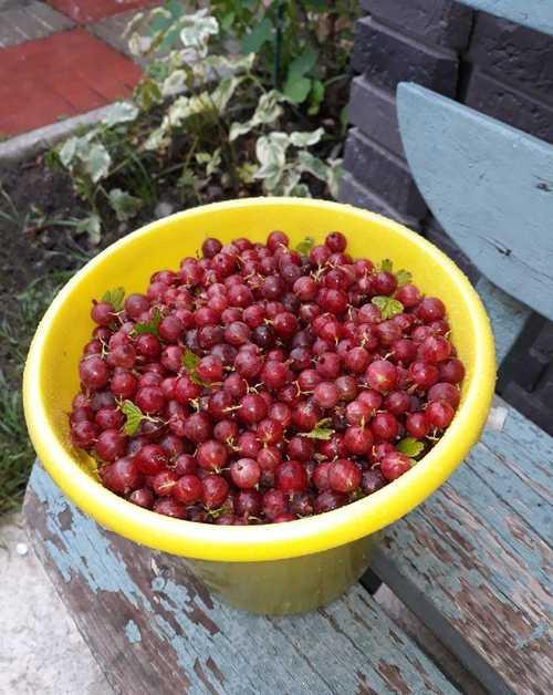 Продам крыжовник из своего сада (ягоды )