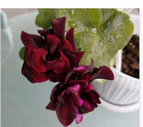 Герань пеларгония плющелистная Royal Black Rose