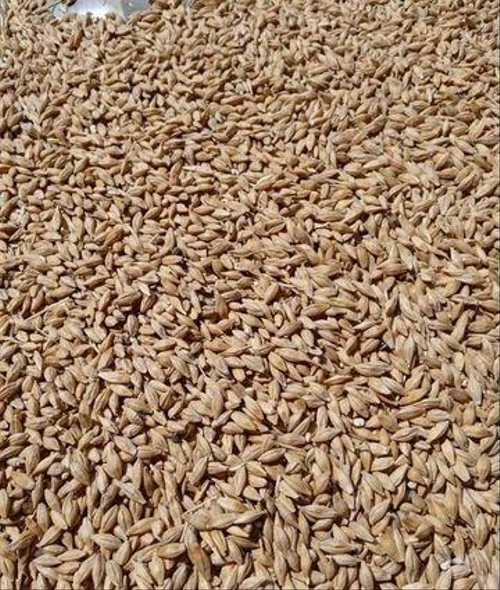 Ячмень яровой Булат 1репродукция