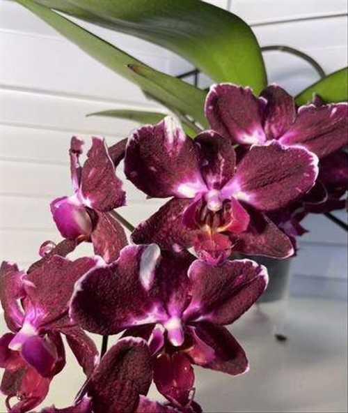 Орхидея фаленопсис ампельная