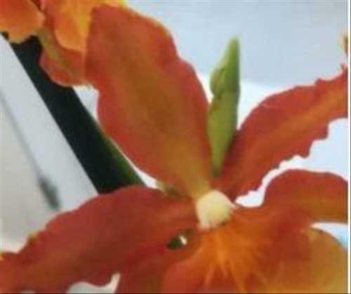 Орхидея Камбрия (отростки)