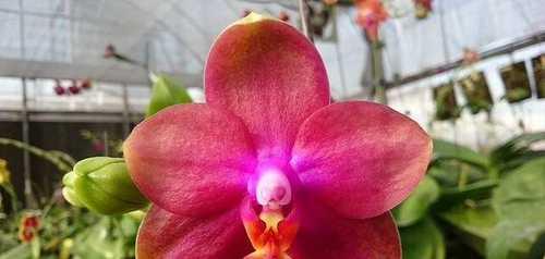Орхидея фаленопсис Meidarland Smith Queen Sun