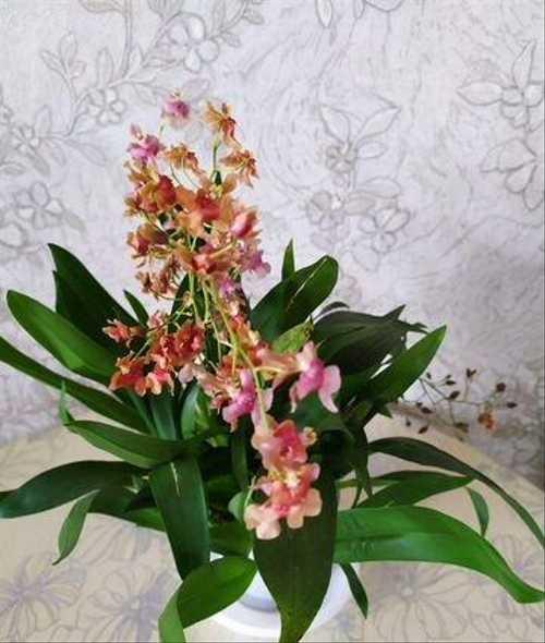 Орхидея Онцидиум твинкль