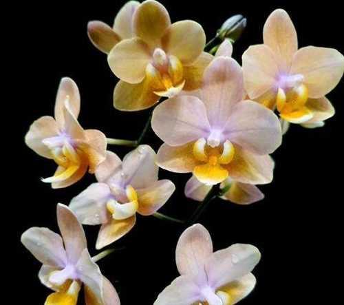 Ароматная Орхидея Персиковая. Лист крап 964012