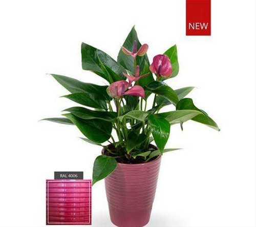 Антуриум Карма Anthurium Andre Karma Multi Purple