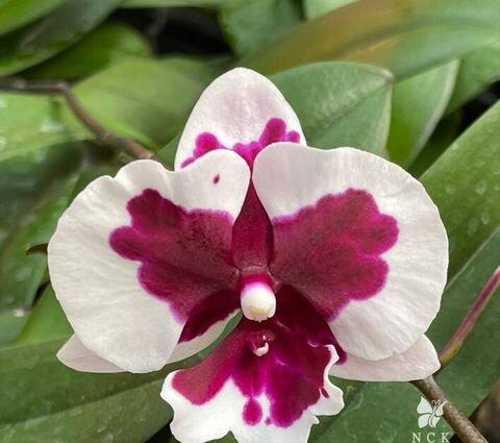 Орхидея Phal. Fusheng Black Peacock