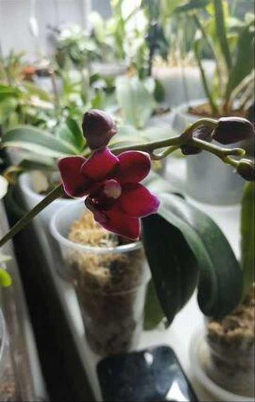 Орхидея фаленопсис черная жемчужина