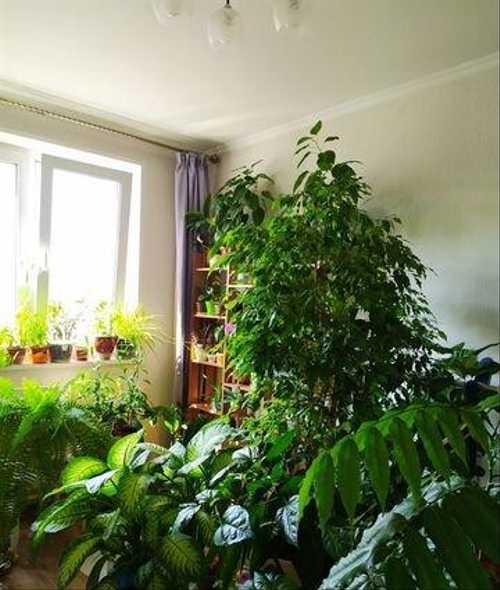 Домашние комнатные растения