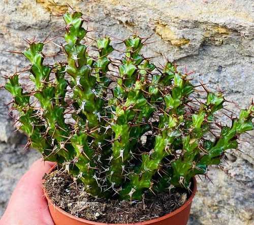 Суккулент Euphorbia Lenewtonii