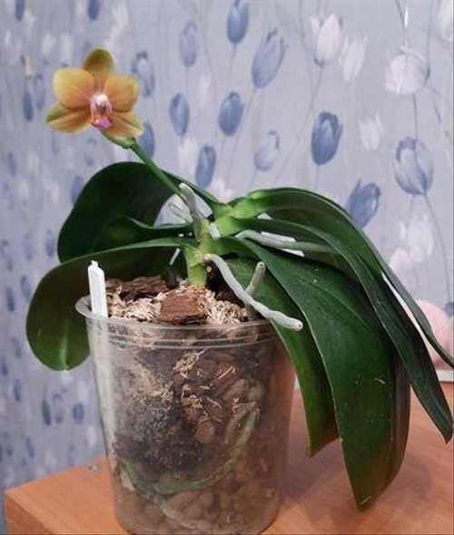 Орхидеи Lioulin Orange, Пелор-Бабочка-Ракушка, Pul