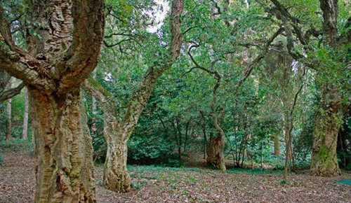 Семена дуб изменчивый, дубовые желуди, quercus var