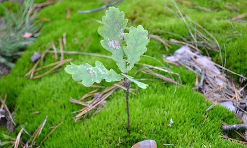 Молодые дубки-рассада и желуди для посева