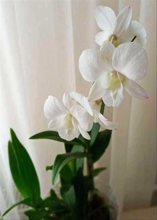 Орхидея Дендробиум Фаленопсис