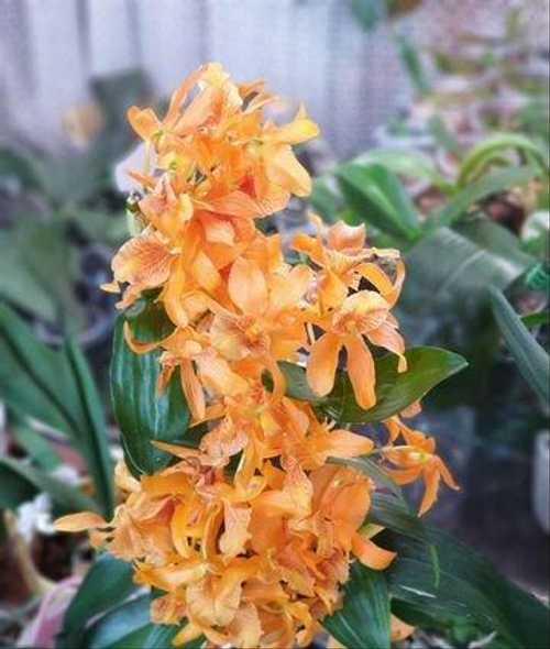 Орхидея дендробиум Stardust