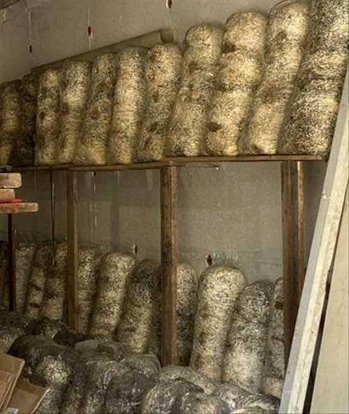 Отреботанные грибные блоки