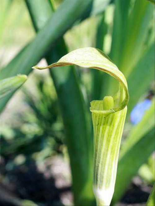 Аризема амурская Arisaema amurense var. serratum