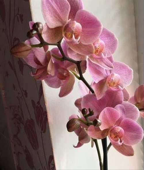 Орхидея фаленопсис сортовая Тревисо арома