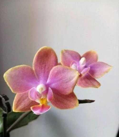 Орхидея Дасти Бель