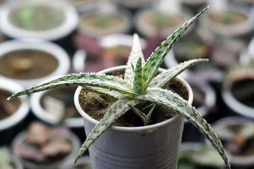 Алоэ (Aloe rauhii "Snow Flakes")