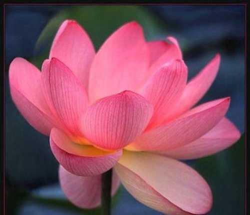 Лотос Комарова дальневосточный семена 5 шт