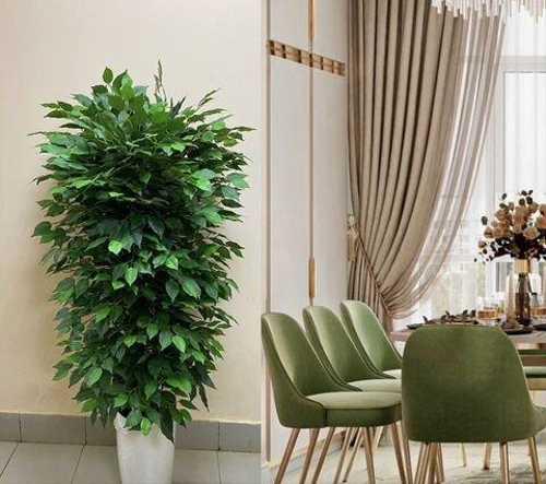 Фикус Бенджамина Гранд 150 см - растение искусстве