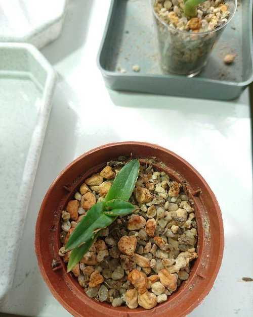 Агава королевы виктории agave victoriae reginae