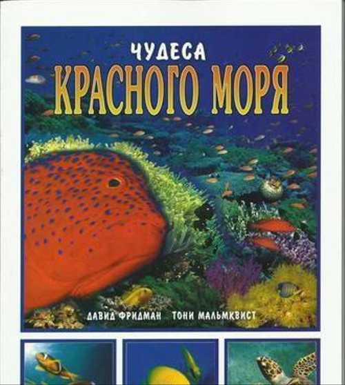 Чудеса красного моря