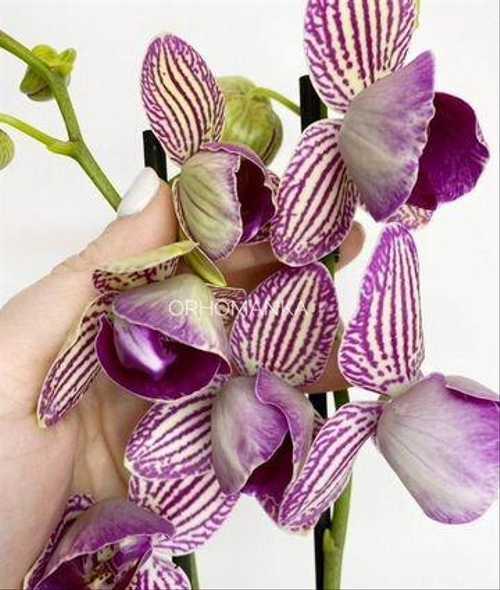 Орхидея фаленопсис Аркадия Пелор