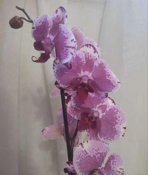 Орхидея фаленопсис Вероника