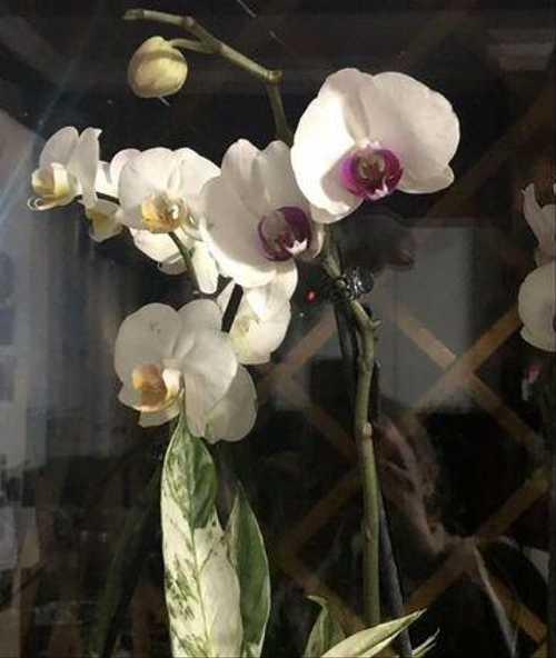 Орхидея фаленопсис Дарвин и Рэд Лип