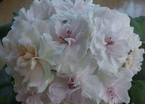 Пеларгонии (герани) та Эдер и др