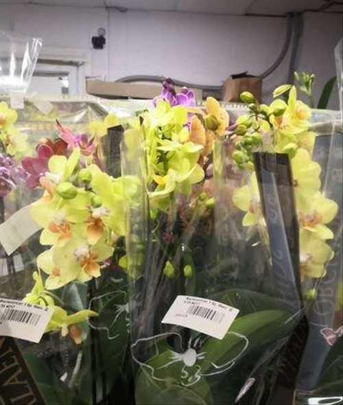 Орхидея фаленопсис, цимбидиум, кабрия, катлея, ван