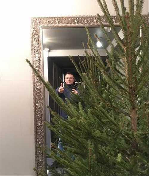 Живая Елка На Новый Год Фото