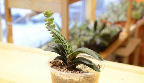 Gasteria sp. (Гастерия) (SCT28573)