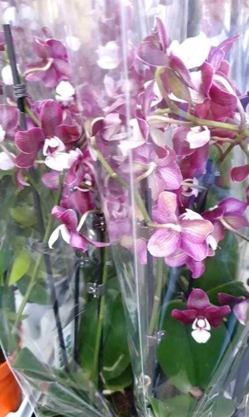 Орхидея фаленопсис тёмная Каода 94734