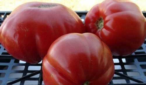 Семена редких сортовых томатов