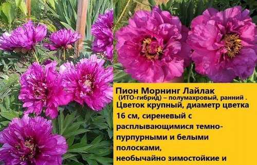 Пион ито Морнинг Лилак