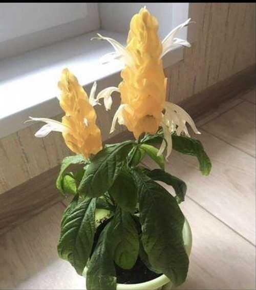 Комнатный цветок Пахистахис