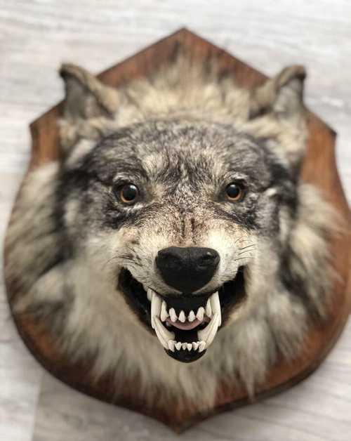 Чучело головы волка