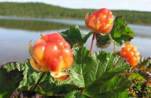 Морошка, сорт "Нюбю", самоплодн, доставка по РФ