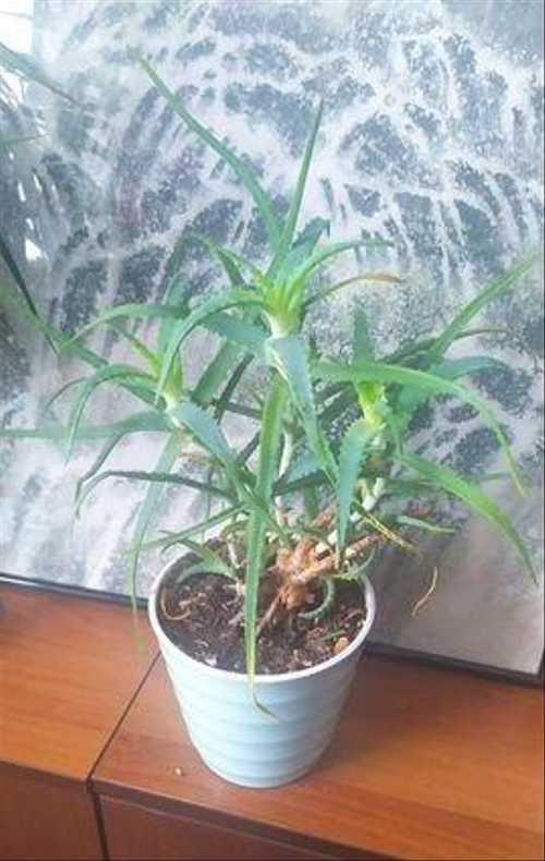 Гигантский кактус, алоэ и сансевиерия