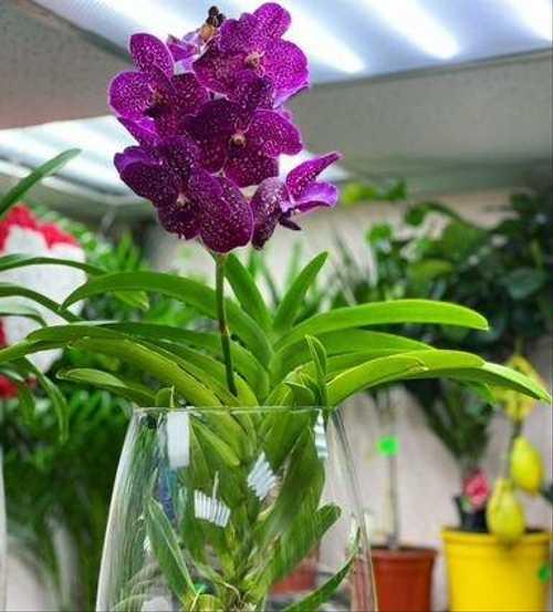Воздушная орхидея ванда