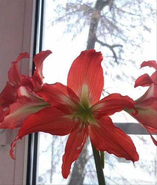 Гиппиаструм